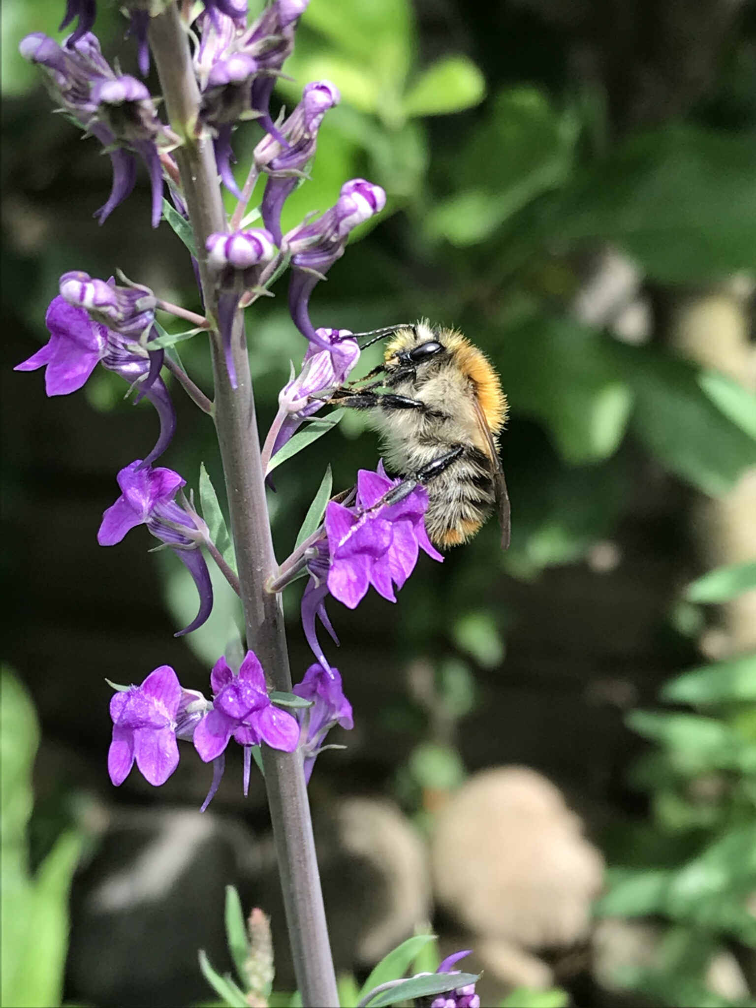 Gode ét- og flerårige humlebi planter til humlebi-haven. | Pension for ...