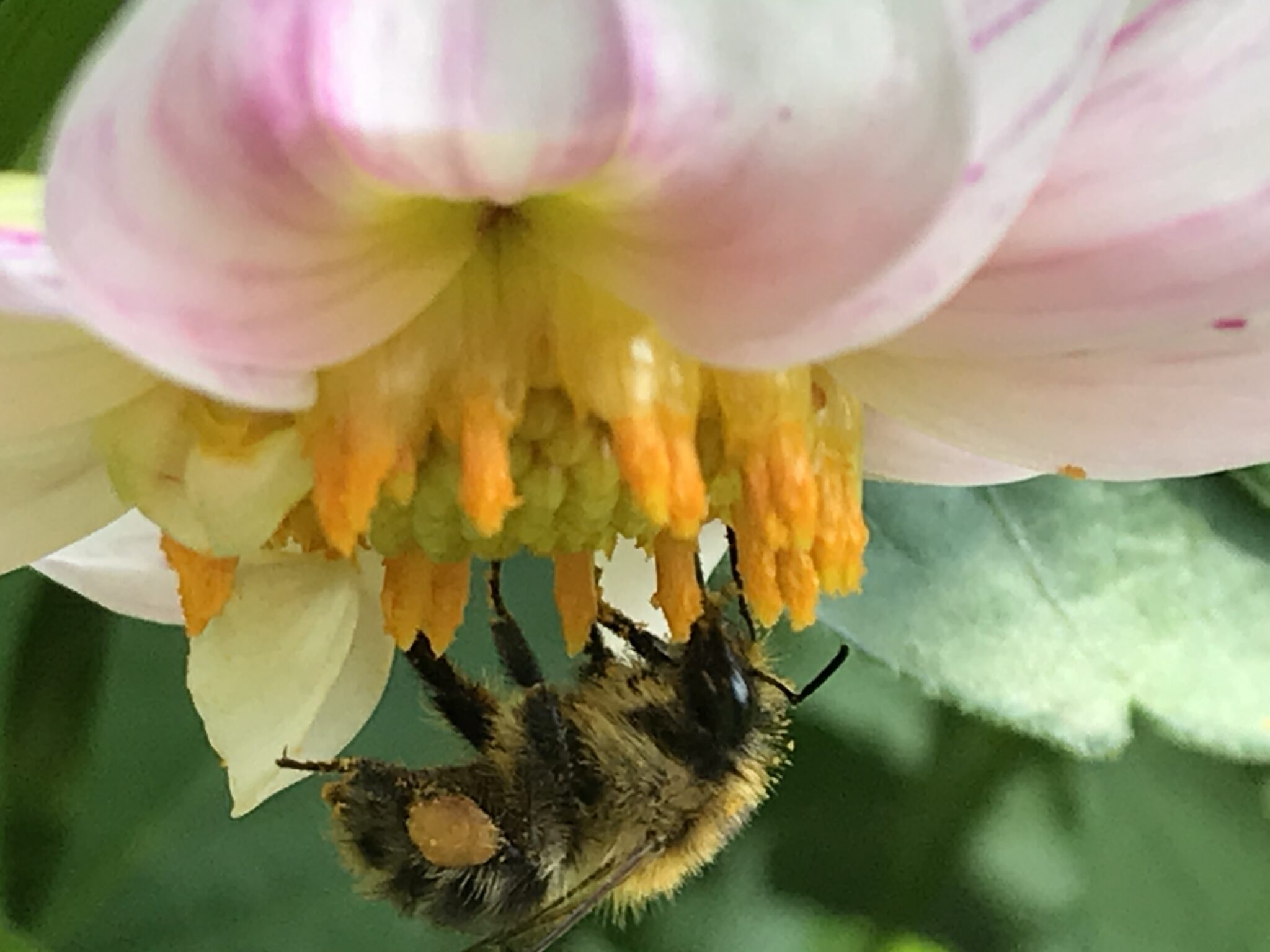 Gode humlebi planter i juli | Pension for humlebier