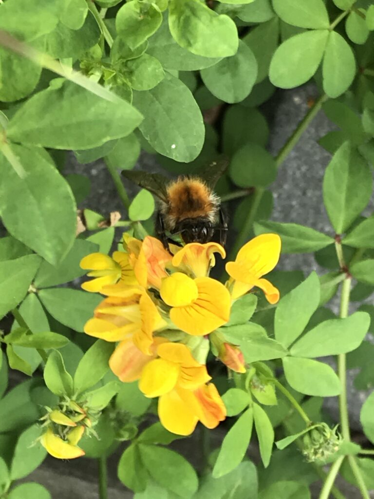 Gode humlebi planter i juli | Pension for humlebier