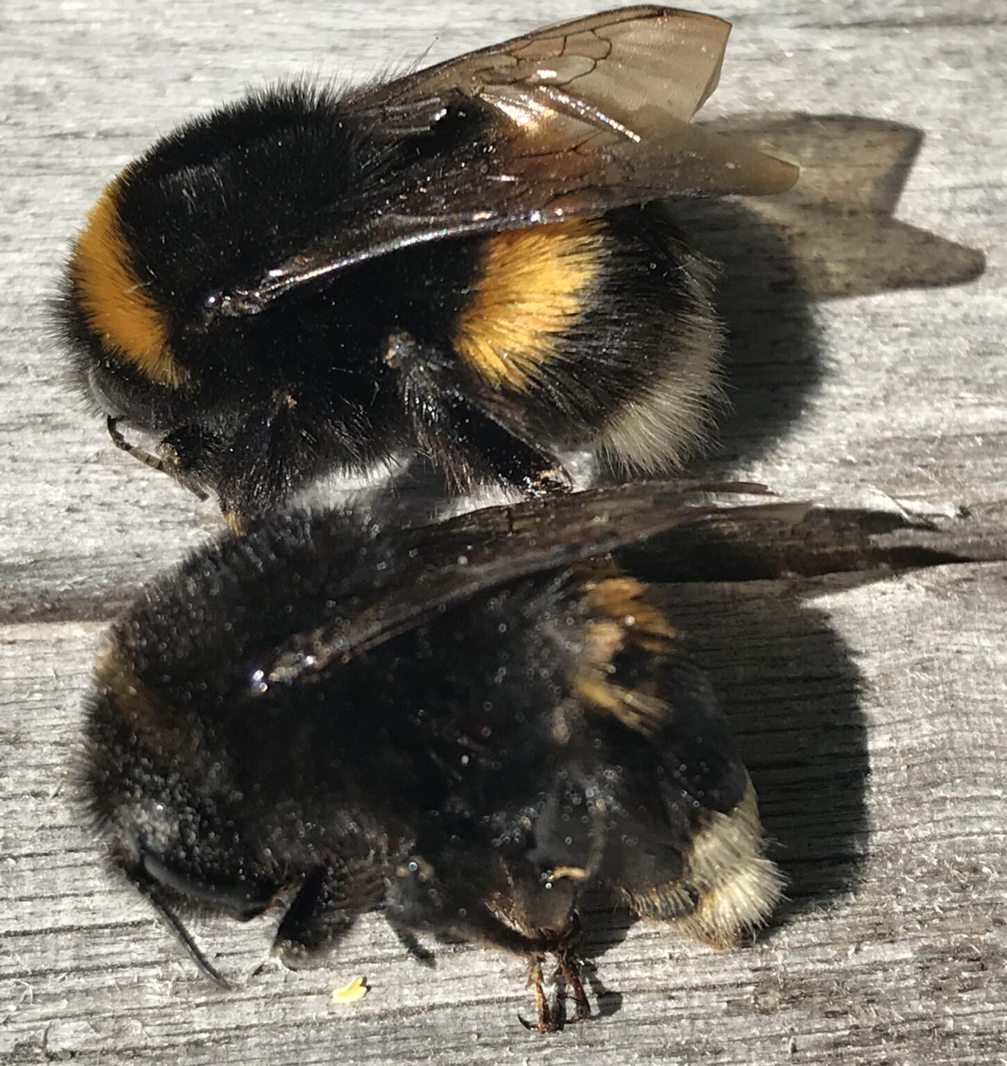 Humlebiportræt 1. Humlebiers livscyklus med mørk jordhumle (Bombus ...