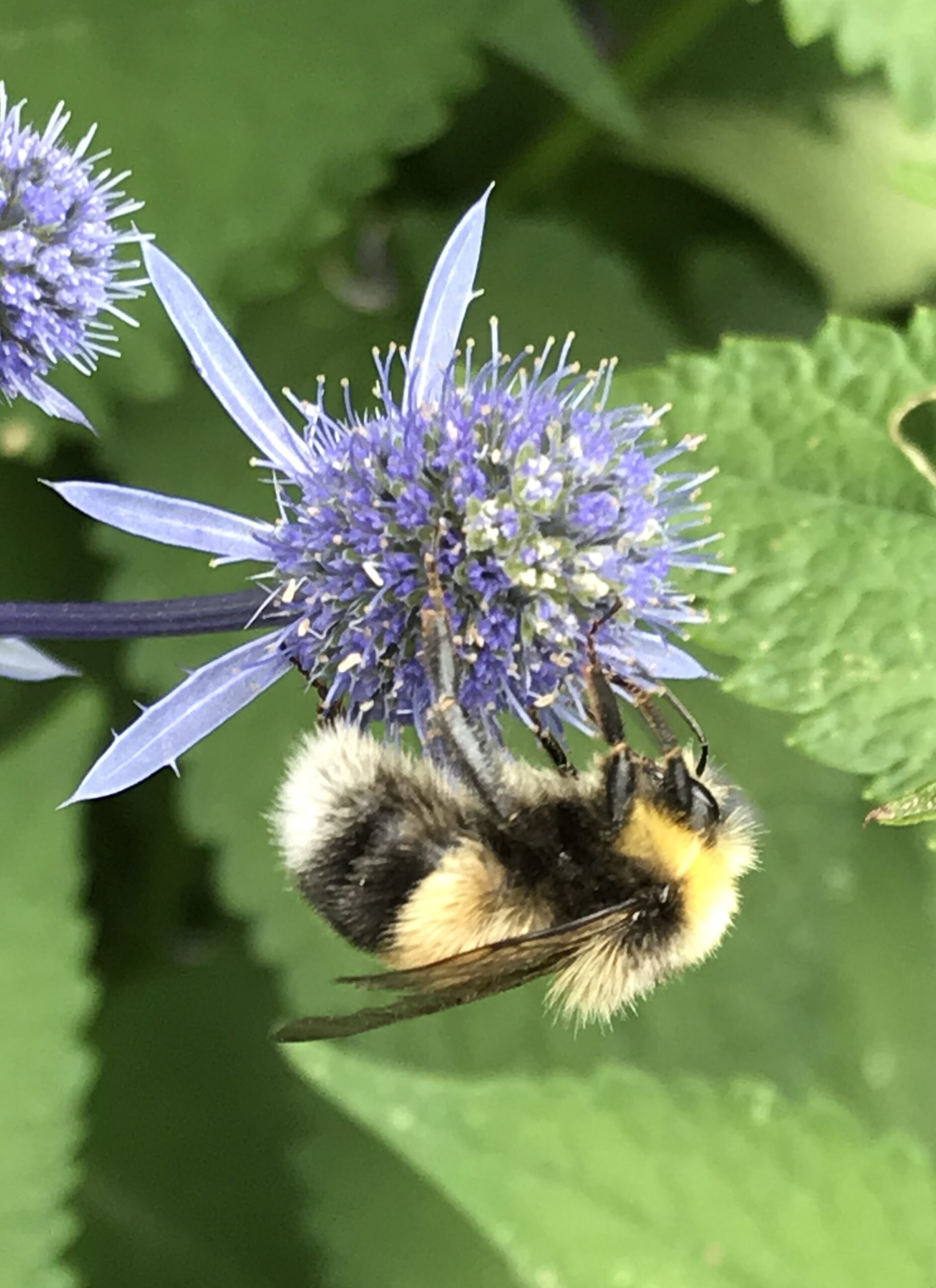 De bedste humlebi-planter i min have 2020 | Pension for humlebier