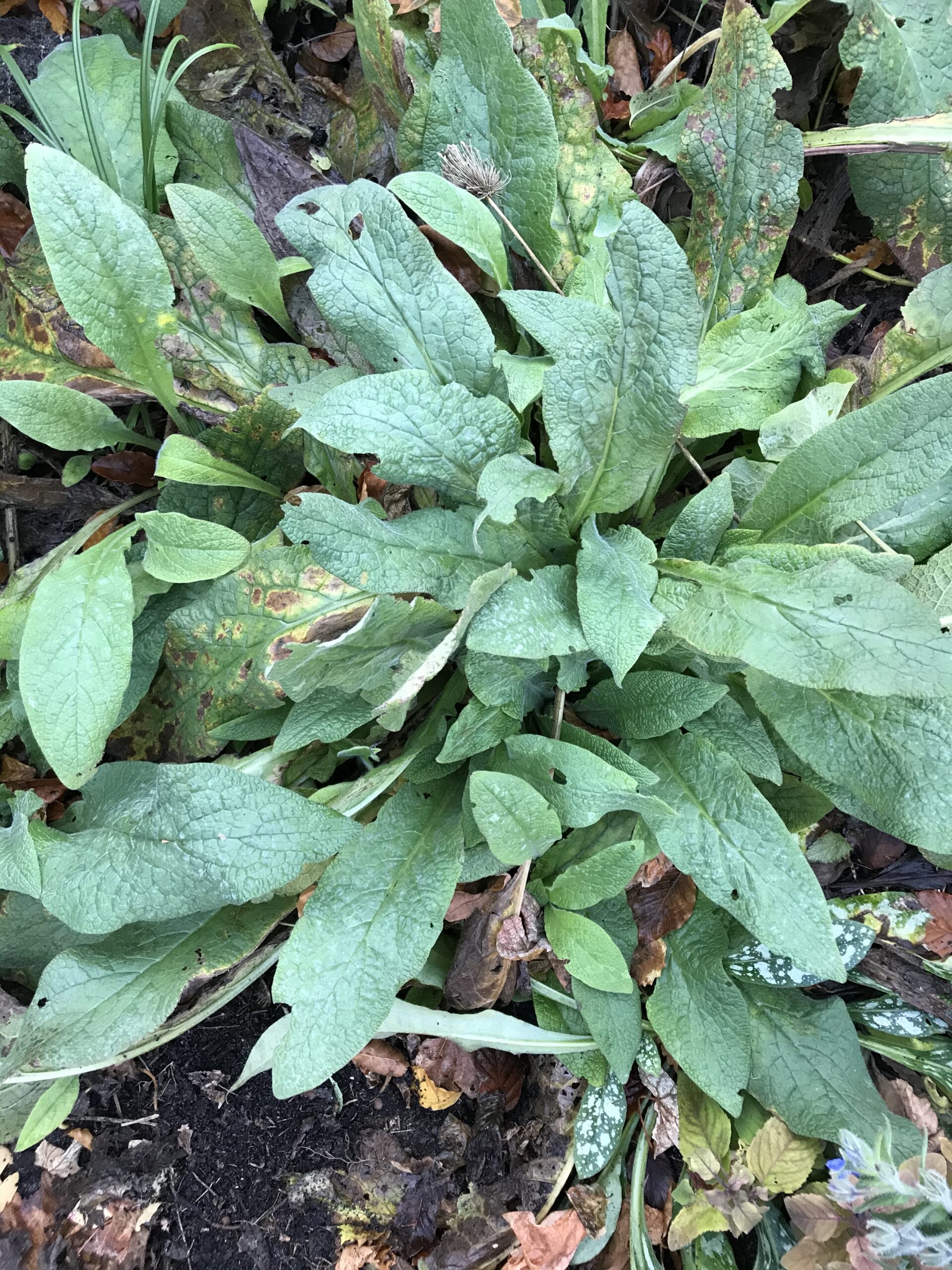 De bedste humlebi-planter i min have 2020 | Pension for humlebier