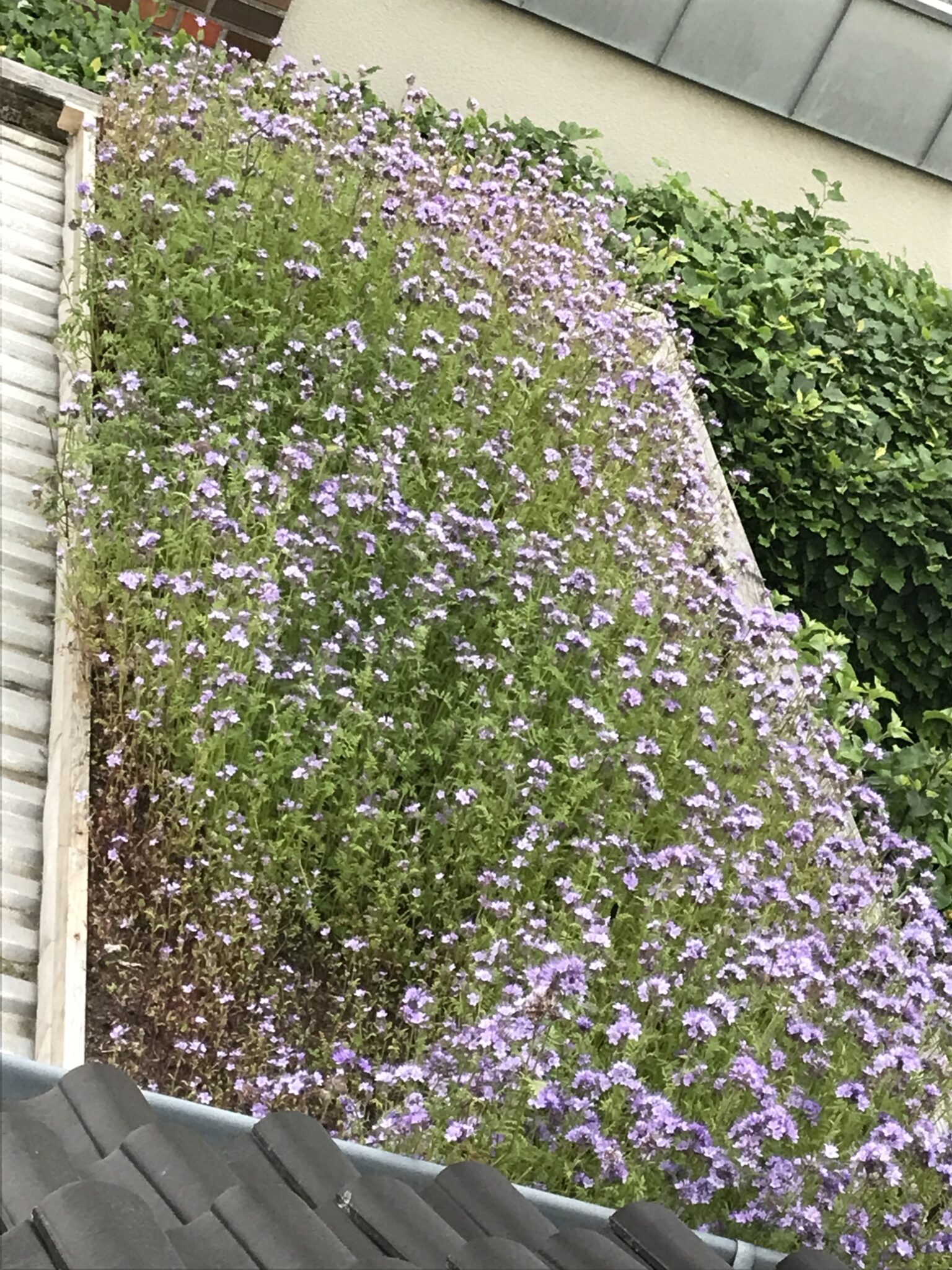 Masser af humlebi blomster – men kun få humlebier I | Pension for humlebier