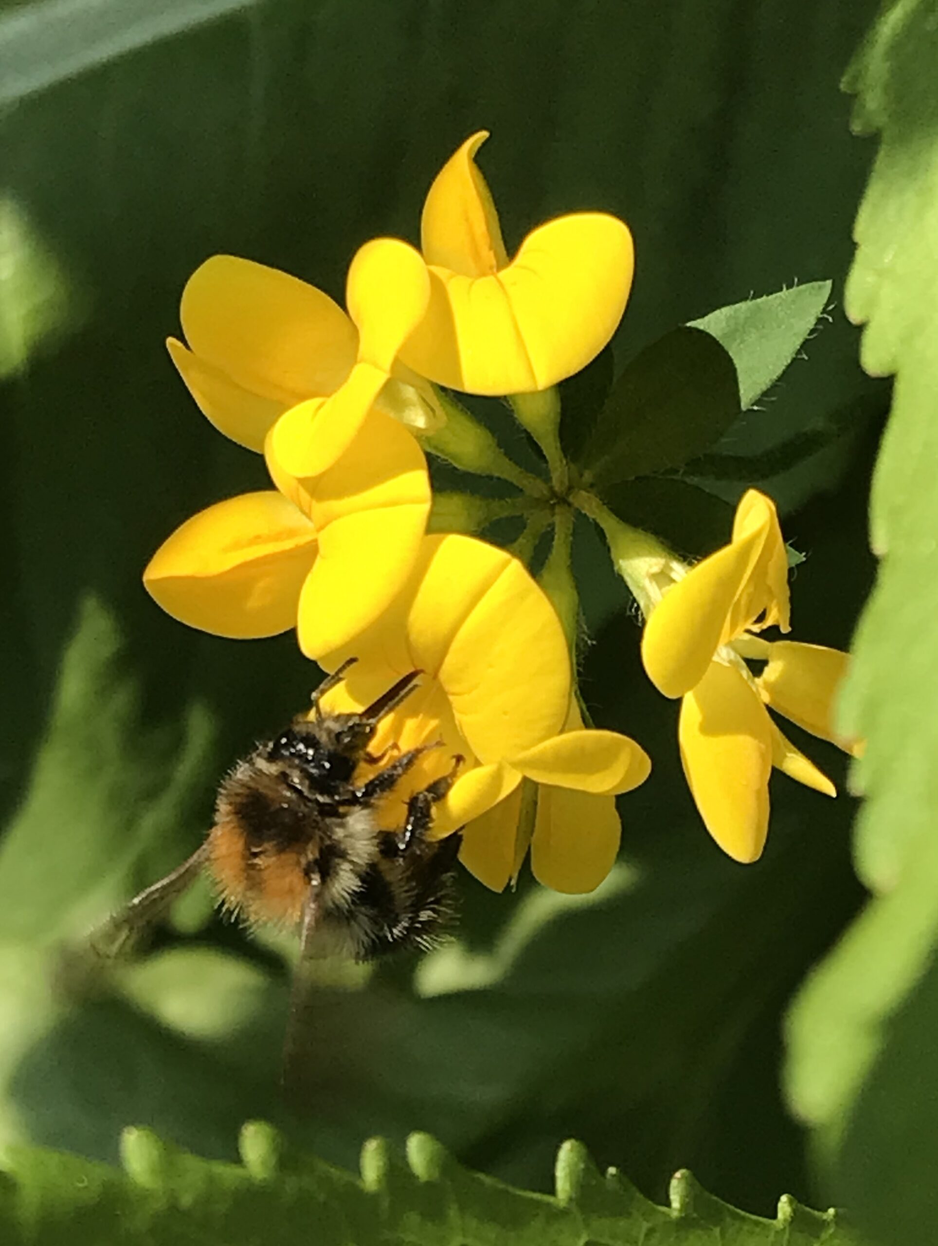 Mine bedste humlebi-planter i sæsonen 2021 | Pension for humlebier