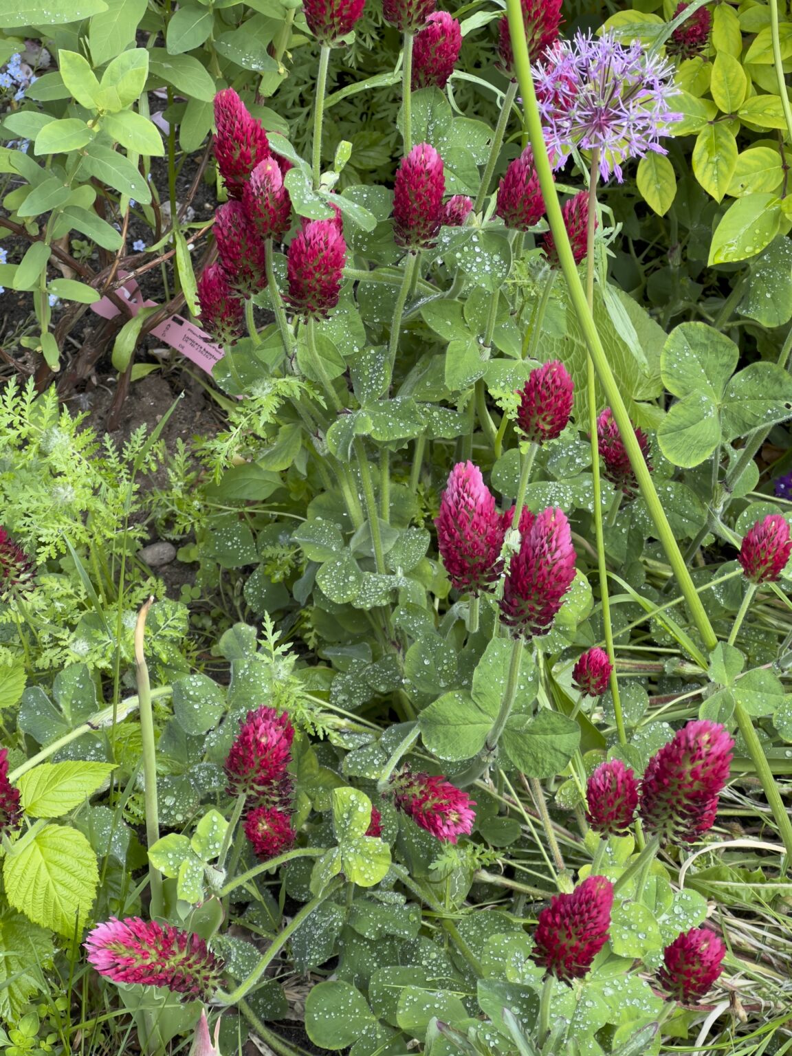 Pension for humlebier | Indkvartering af humlebier