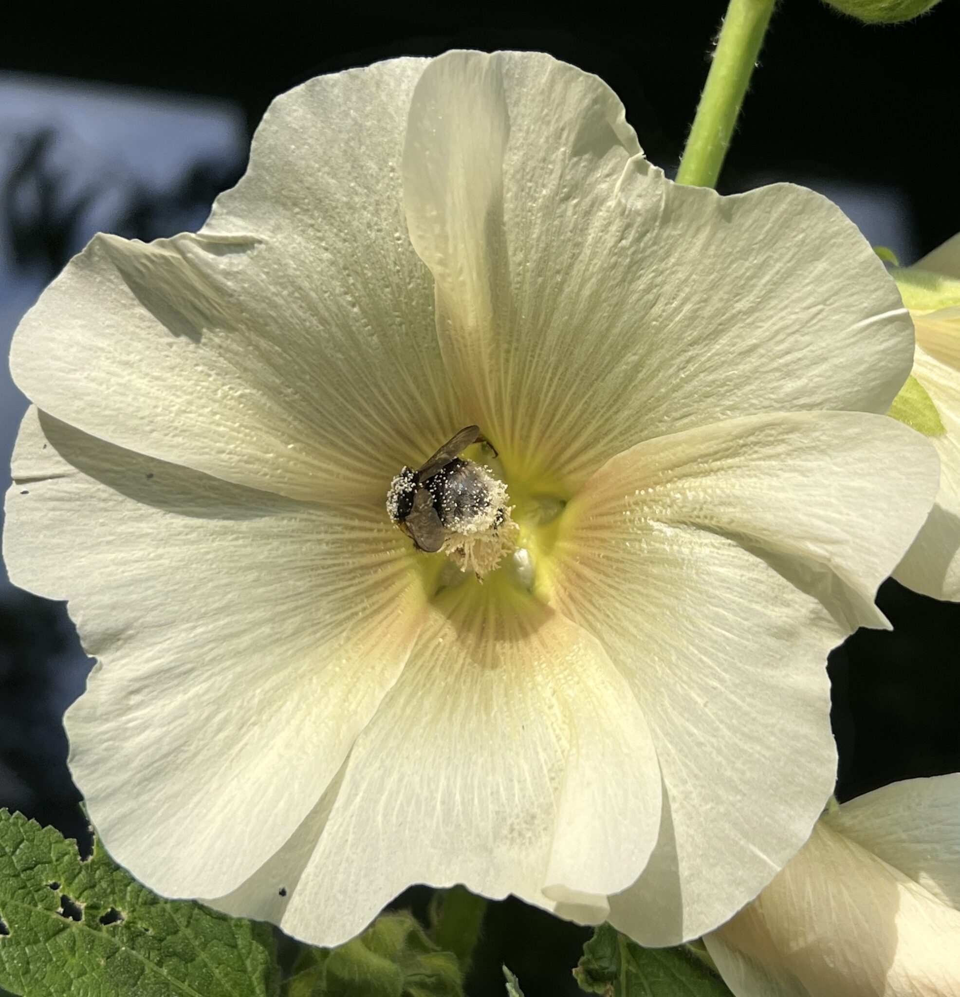 Pension for humlebier | Indkvartering af humlebier