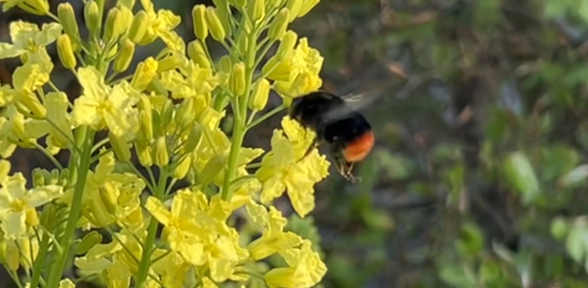 Humlebi-beboelser – status 22. maj 2023 | Pension for humlebier